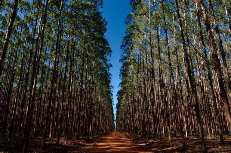 Renewable Forests - Aperam BioEnergia